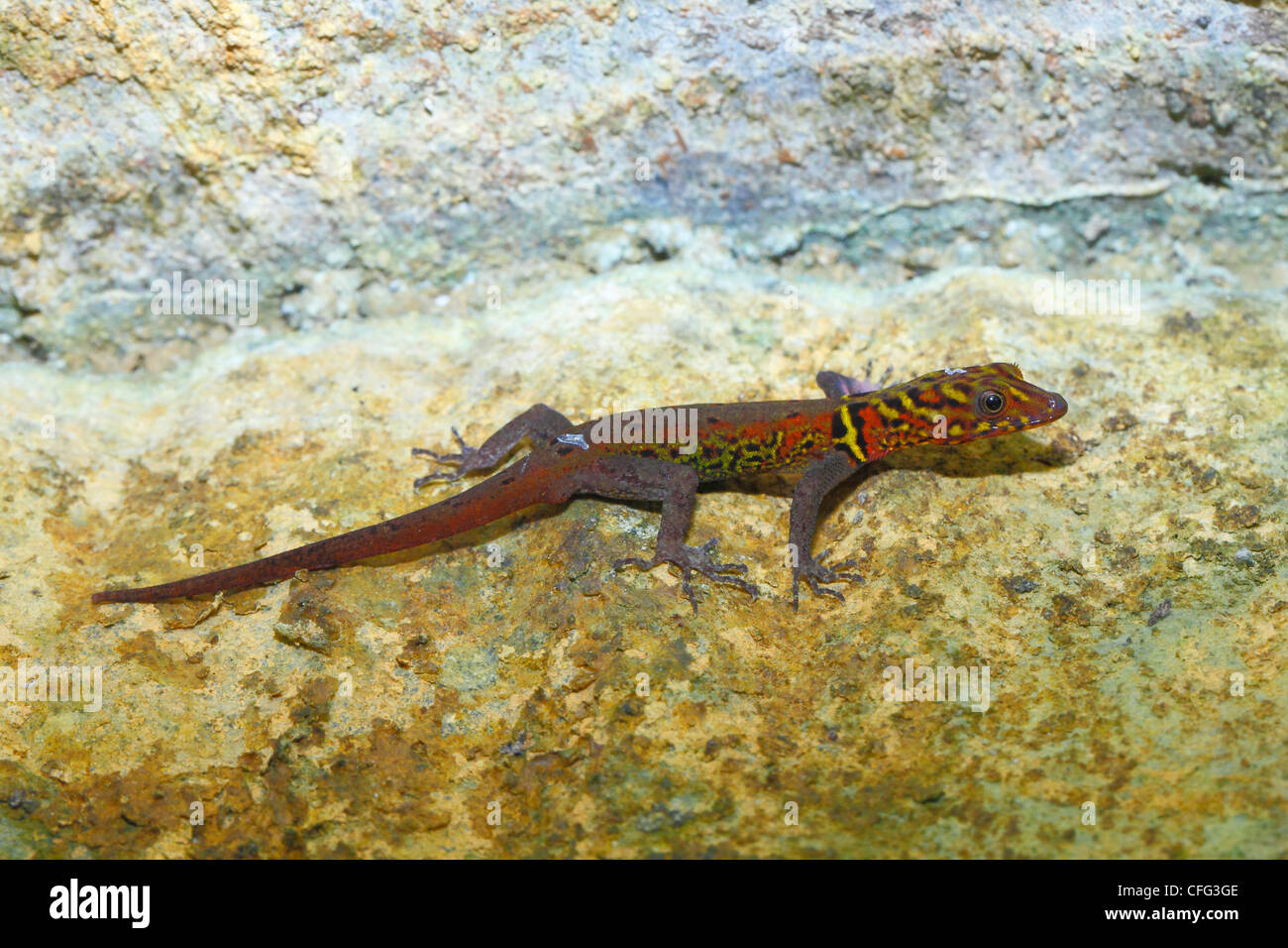 Portrait of a brilliant South American gecko, Gonatodes cecilae Stock ...