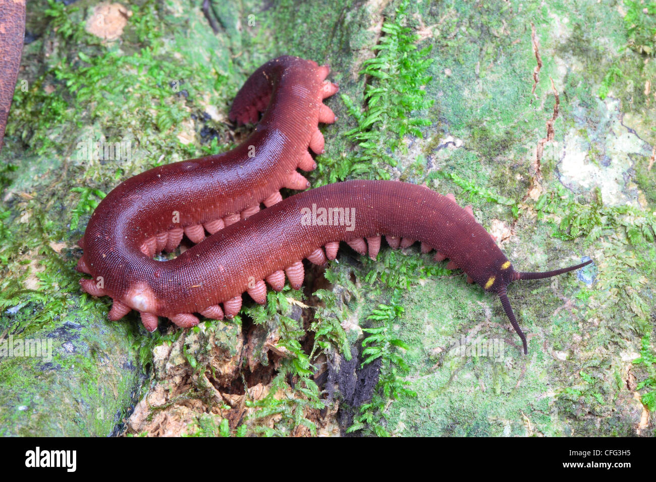 Velvet worms are living fossils. They have not changed in 570 million ...