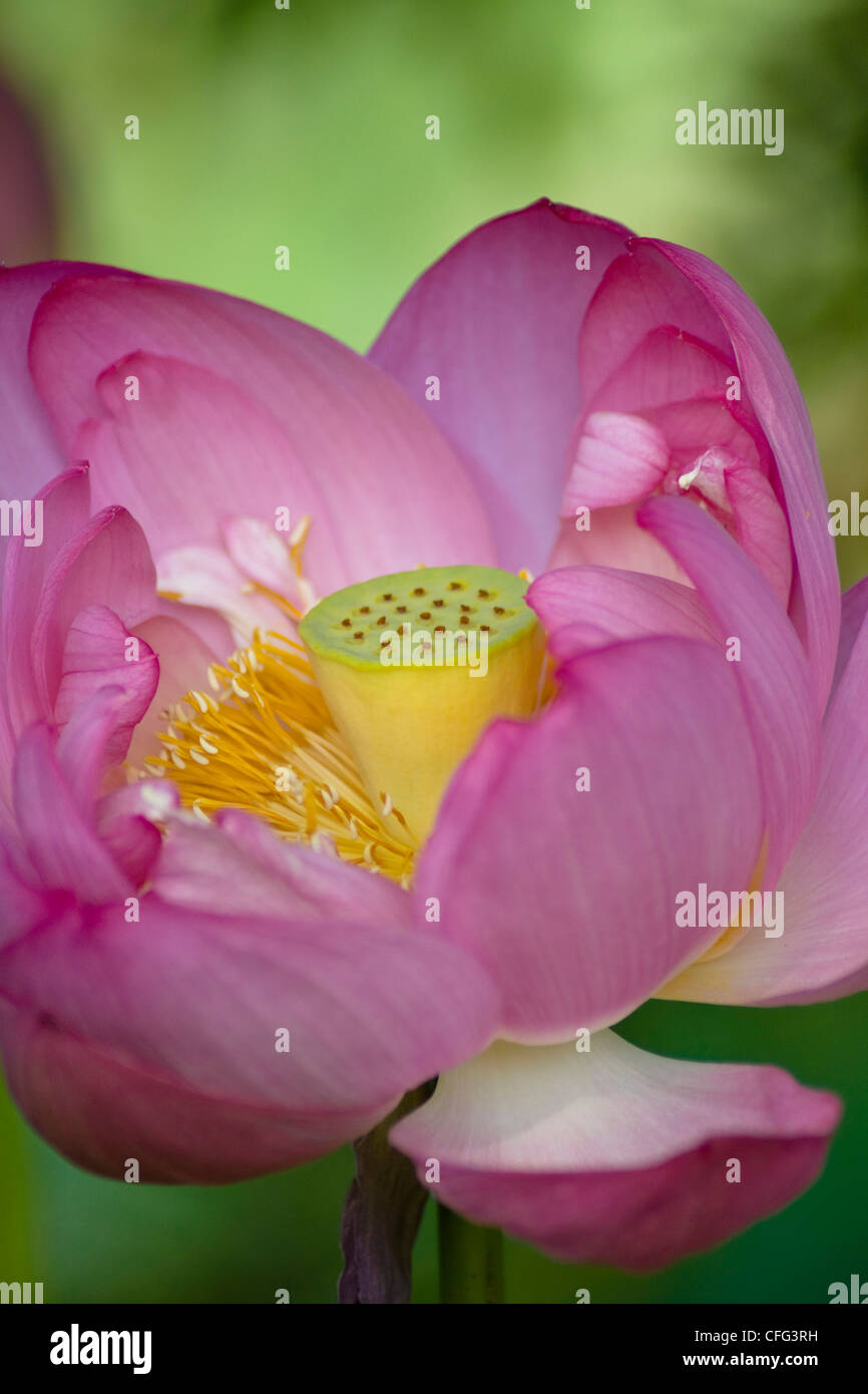 Eight leaf lotus hi-res stock photography and images - Alamy