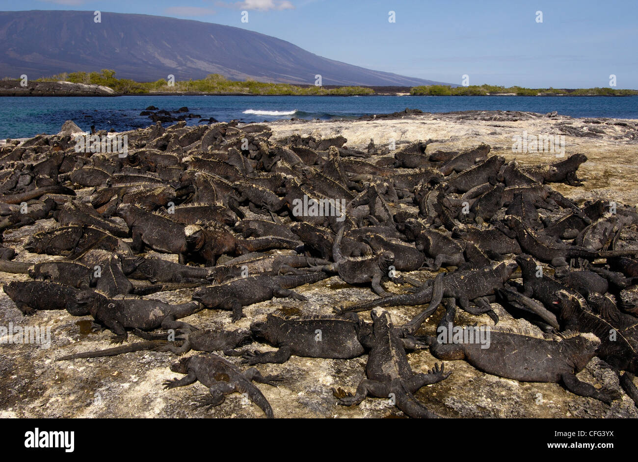 Marine Iguanas with Fernandina Volcano in the back ground, Fernandina ...
