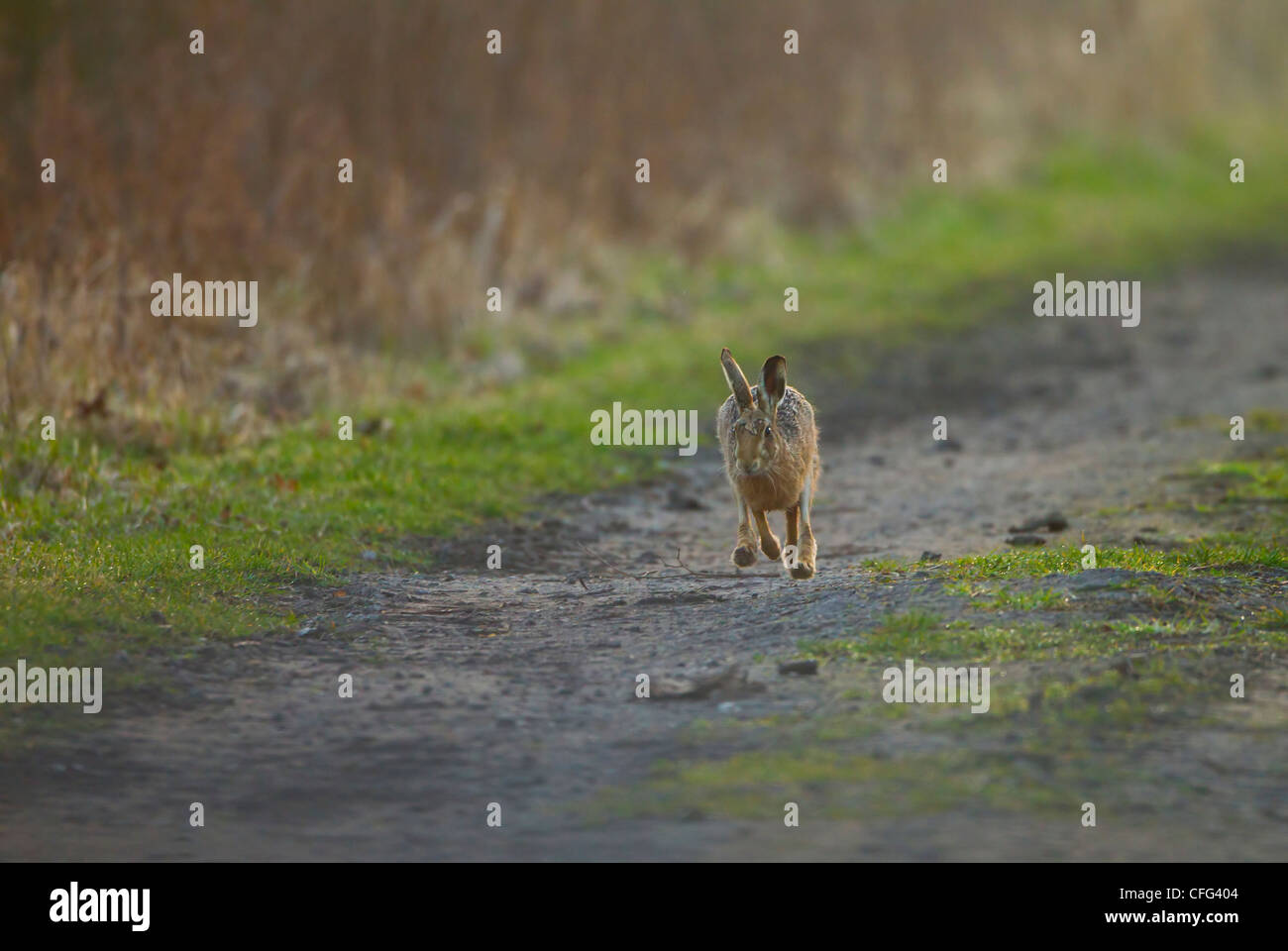 Brown Hares Lepus capensis males chasing female up and down a country ...