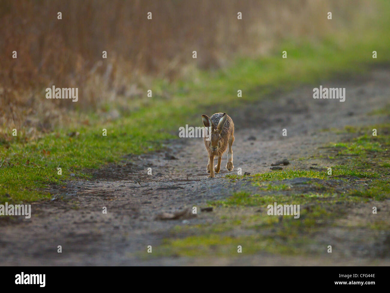 Brown Hares Lepus capensis males chasing female up and down a country ...