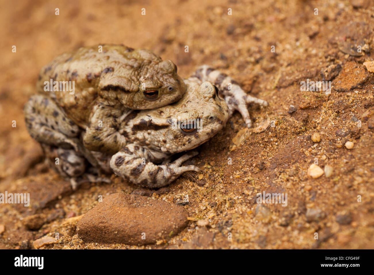 Male and female Common Toads (Bufo bufo) clasped during their journey ...