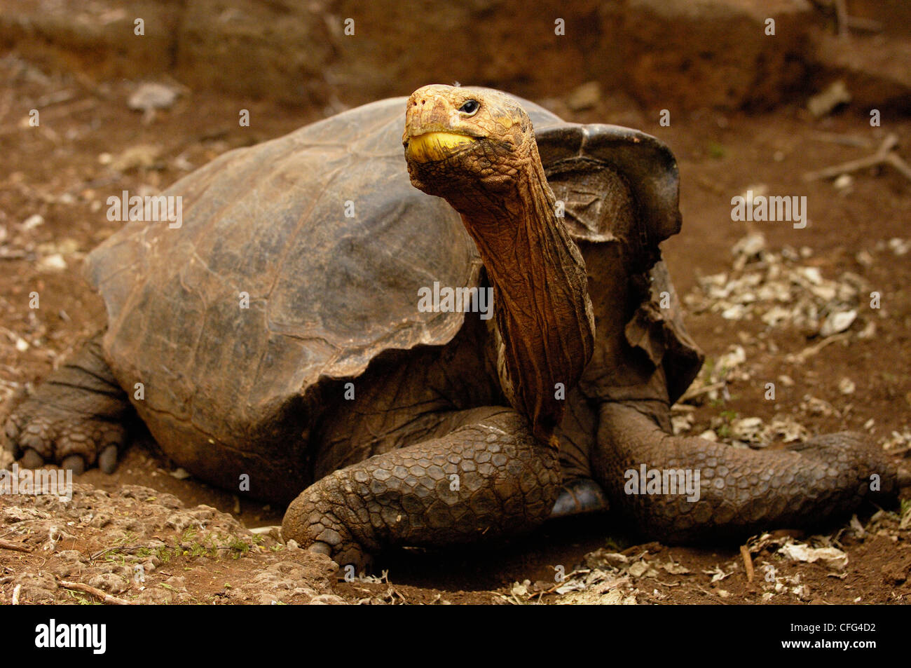 Galapagos Giant Tortoise - Saddleback form female, Charles Darwin ...