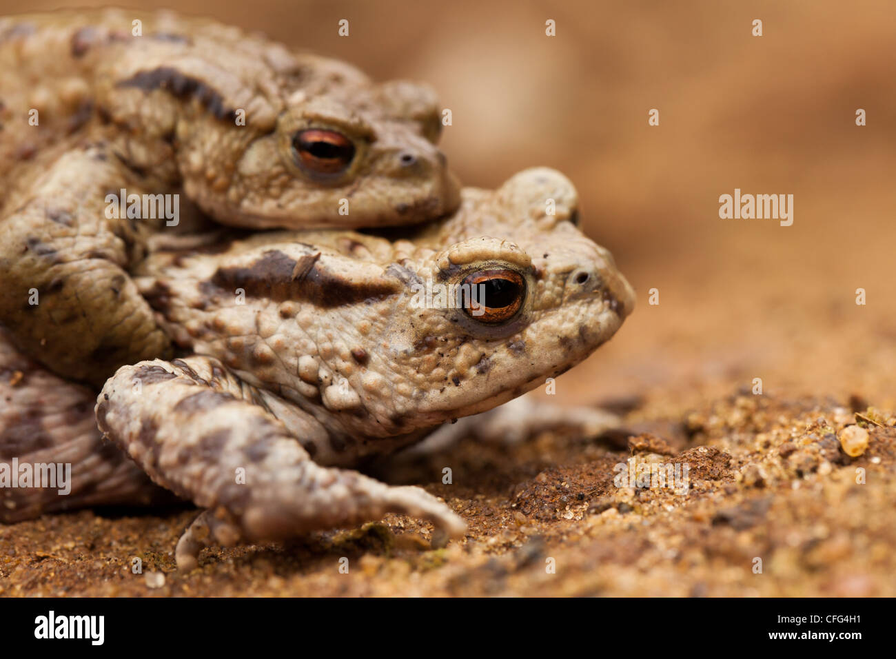 Male and female Common Toads (Bufo bufo) clasped during their journey ...
