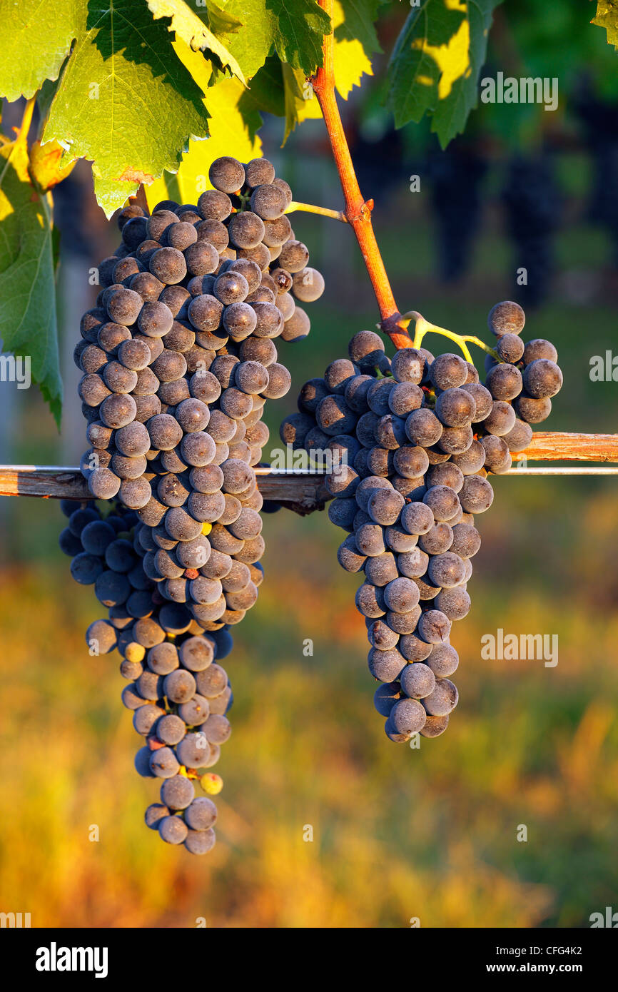 Aglianico grape hi-res stock photography and images - Alamy