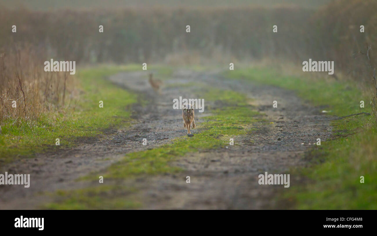 Brown Hares Lepus capensis males chasing female up and down a country ...
