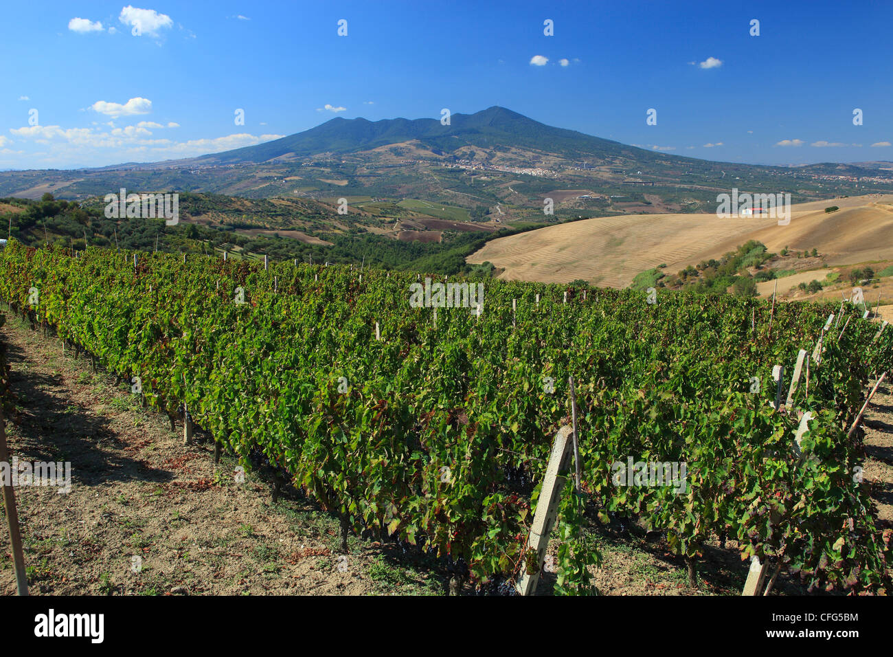 Italy, Basilicata, Vulture, Aglianico thevineyards Stock Photo - Alamy