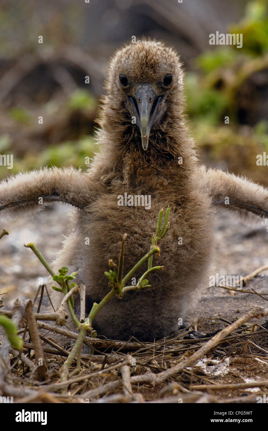 Baby Albatross Bird
