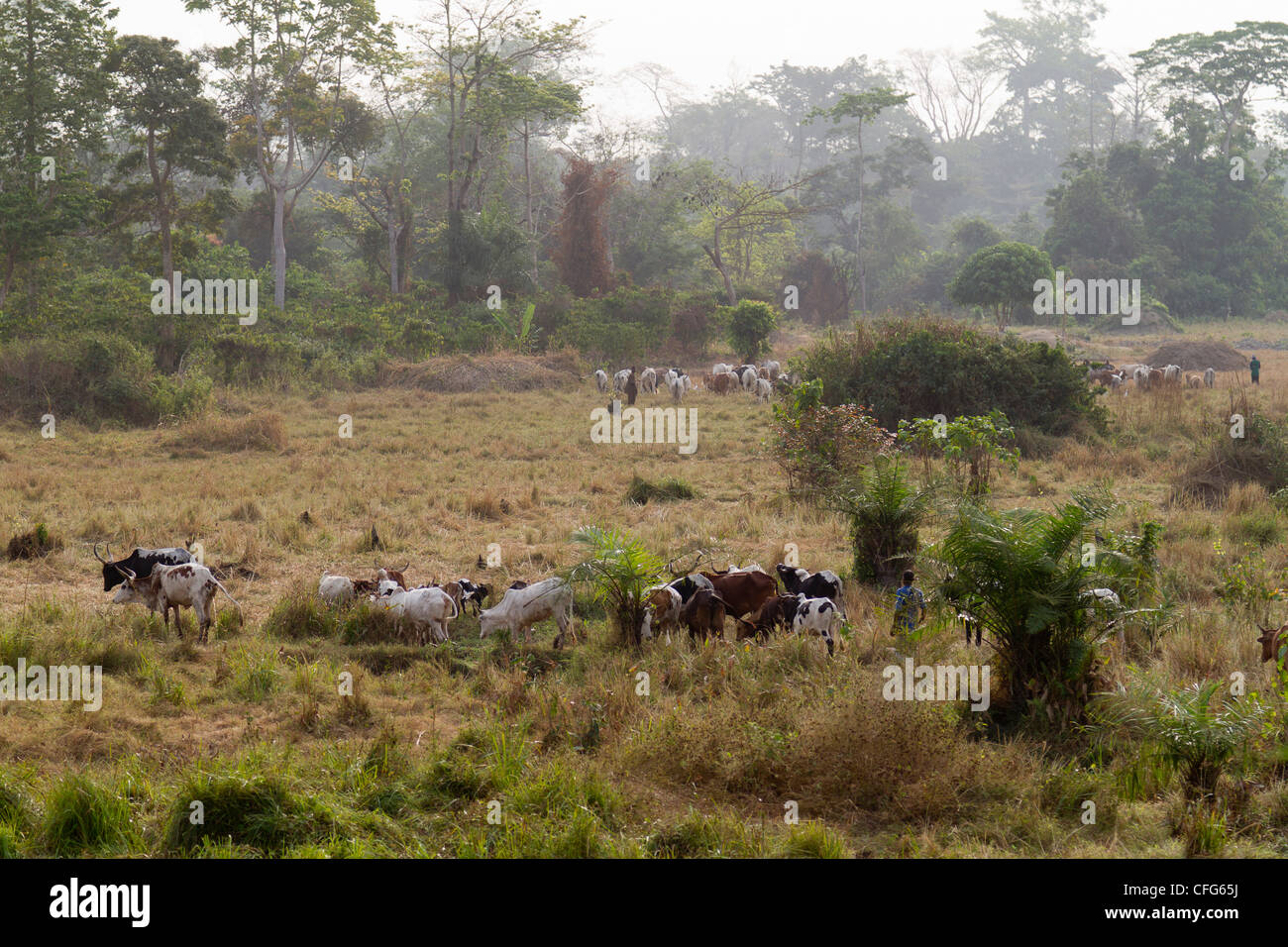 A herd of cows near Dukoue,Ivory Coast ,Cote d'Ivoire,West Africa Stock ...