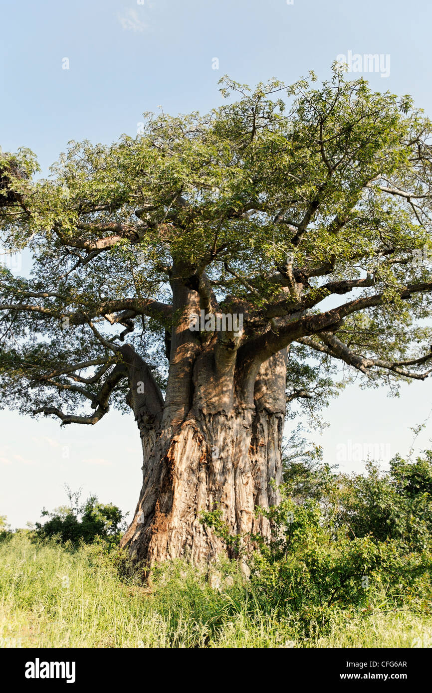 Boabab tree hi-res stock photography and images - Alamy