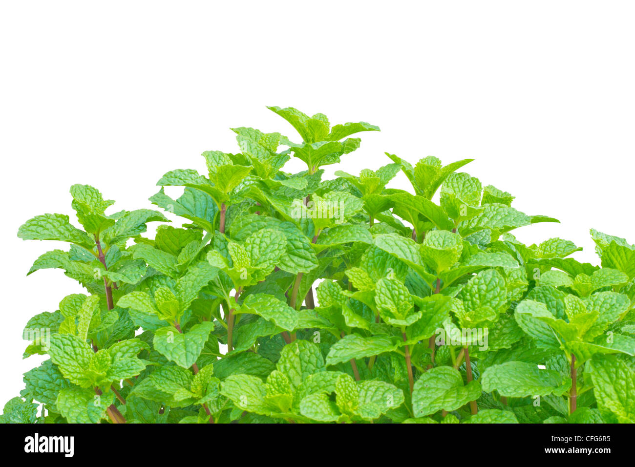 peppermint isolated on white background Stock Photo - Alamy
