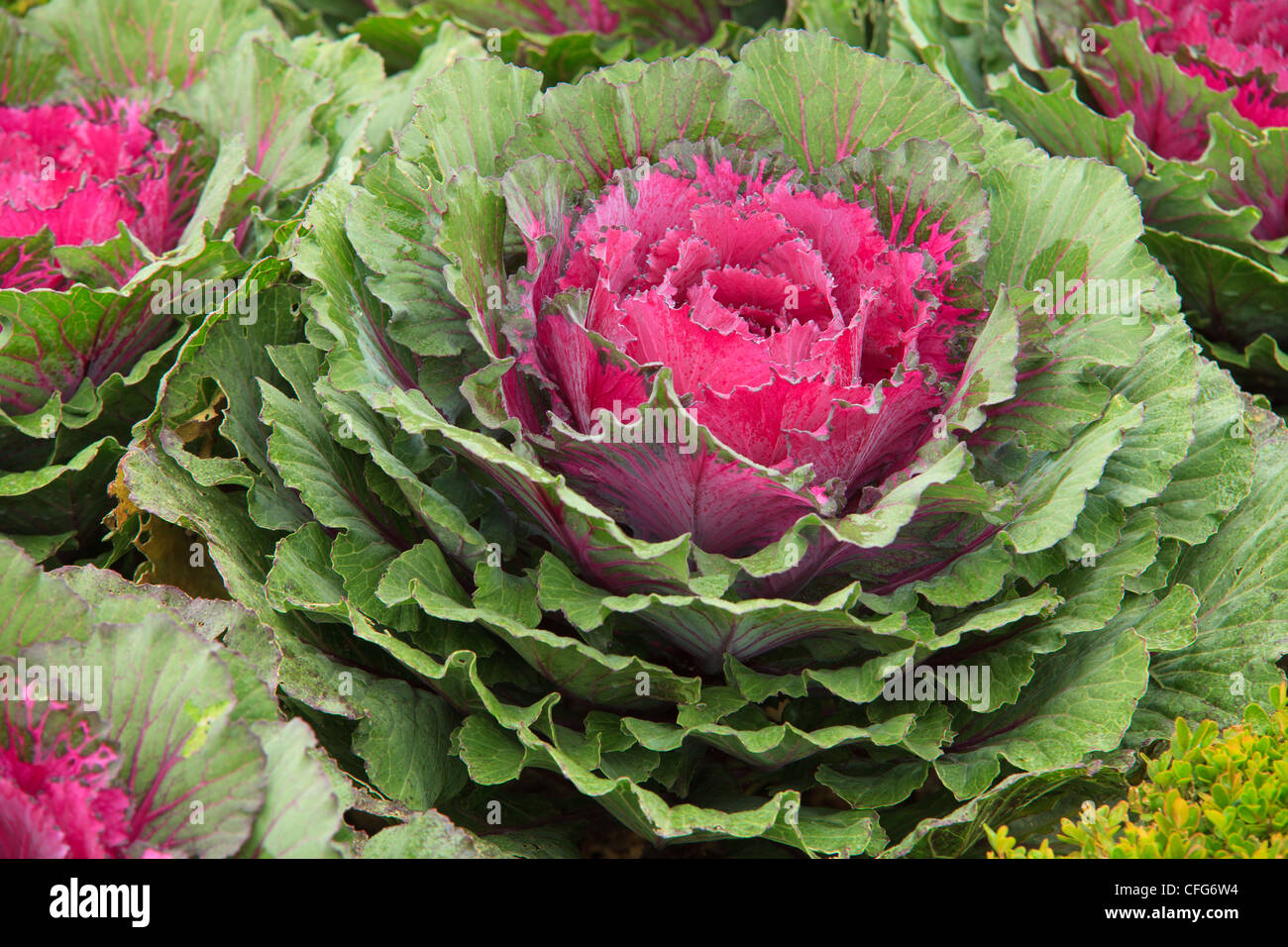 Ornamental cabbage 'Purple Pigeon' Stock Photo - Alamy