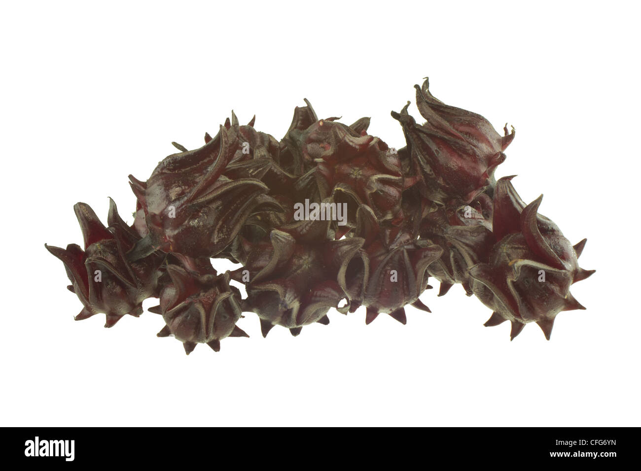 Roselle isolated on white background Stock Photo - Alamy