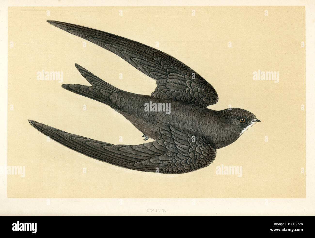 Vintage print of a Swift a member of the family, Apodidae, of highly ...