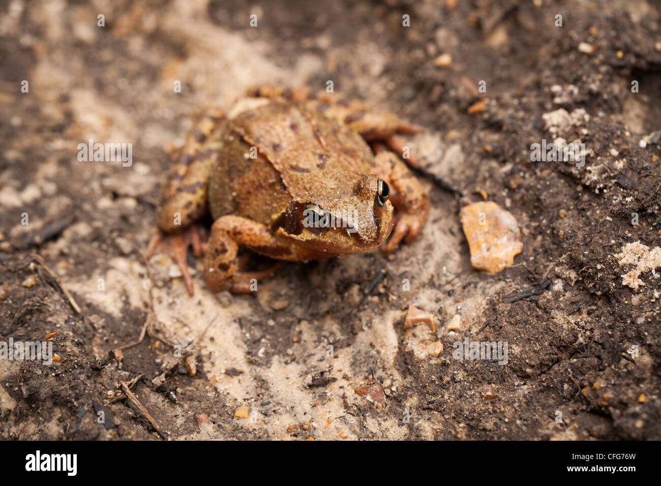 Brownish red Common Frog (Rana temporaria), Norfolk, UK Stock Photo - Alamy
