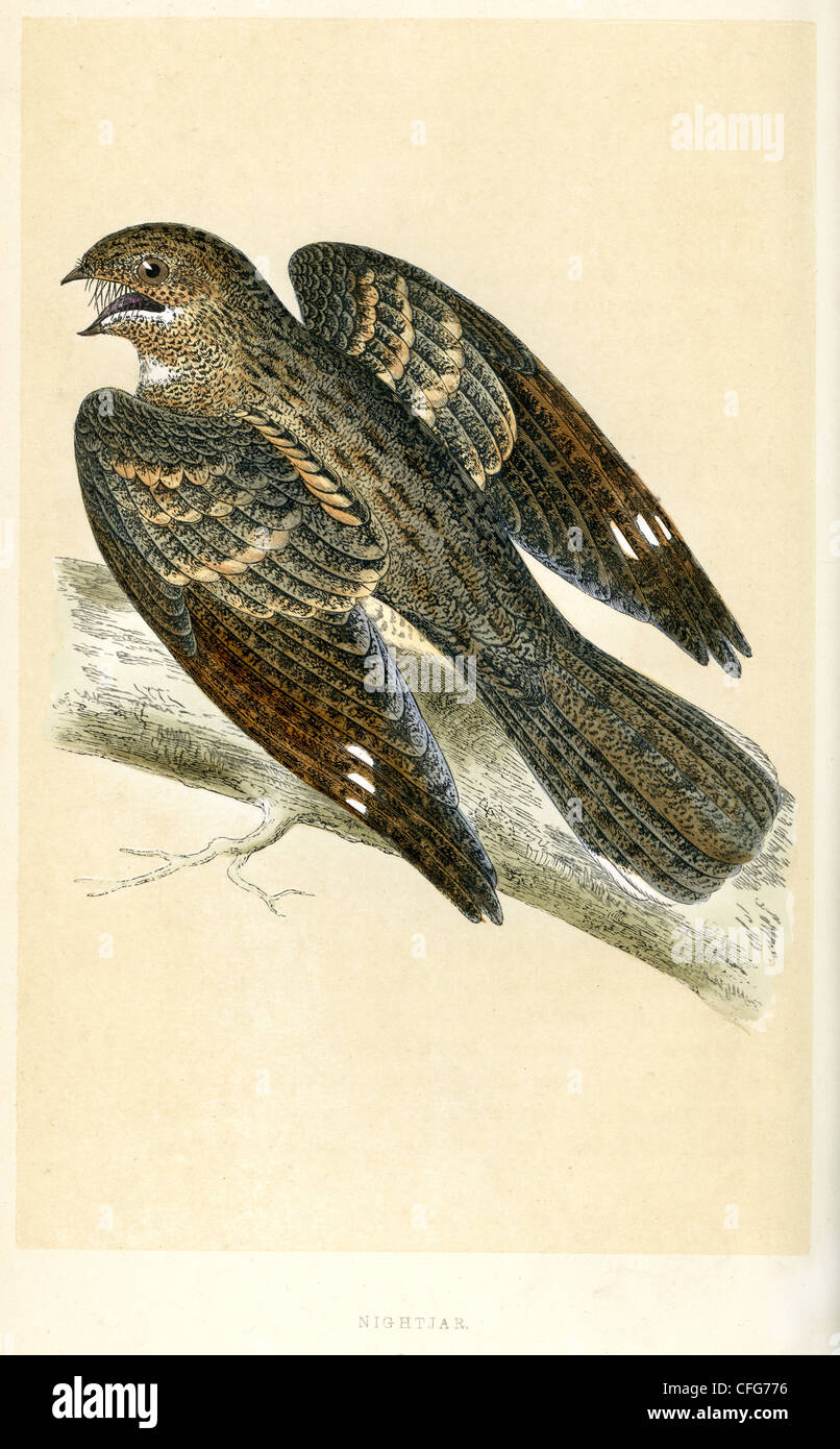 Old world nightjars hi-res stock photography and images - Alamy