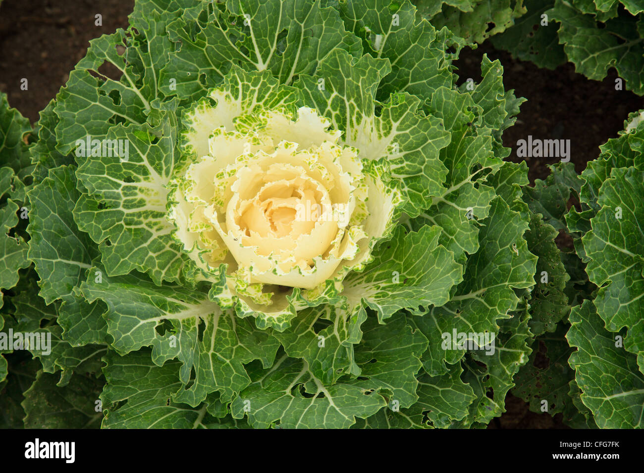 Ornamental cabbage 'Pigeon White' (Brassica oleracea 'Pigeon White ...