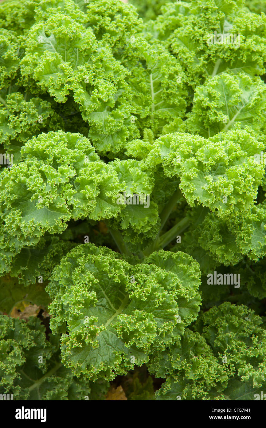 Curly cabbage hi-res stock photography and images - Alamy