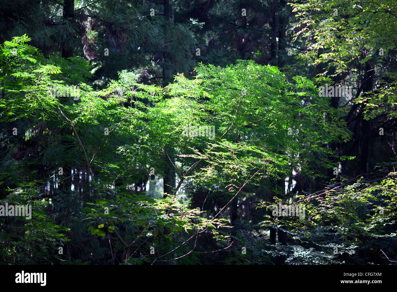 Green trees and nature in Kyoto, Japan Stock Photo - Alamy