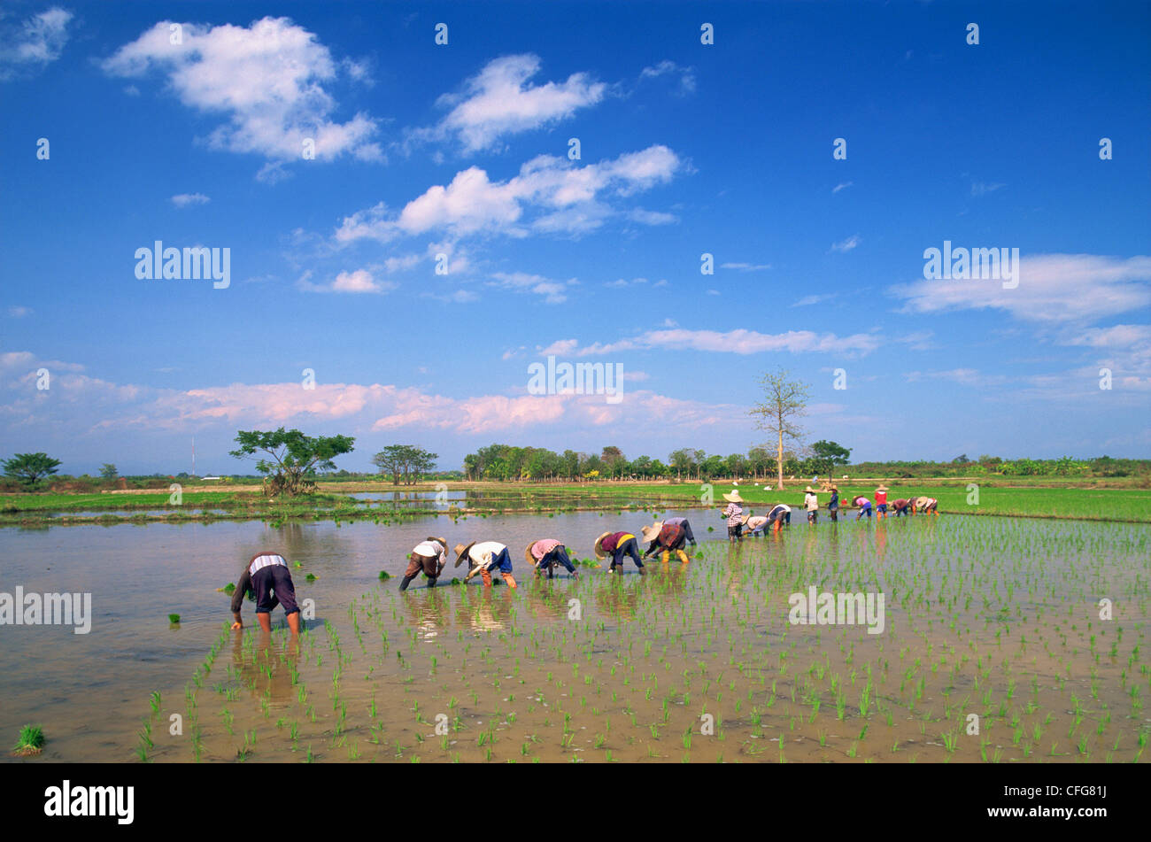 Thailand, Chiang Mai, Rice Planting Stock Photo - Alamy