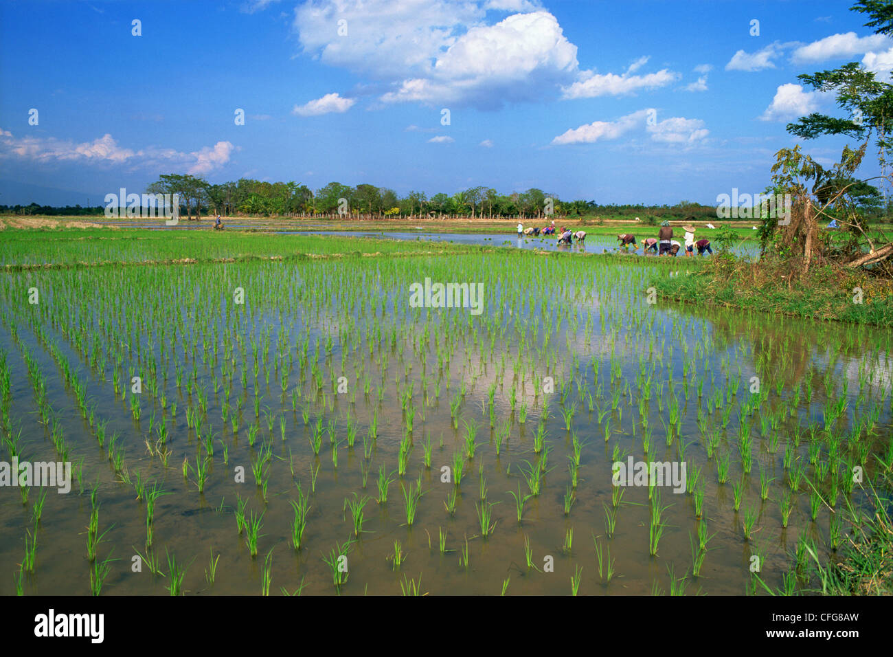 Thailand, Chiang Mai, Rice Paddy Fields Stock Photo - Alamy