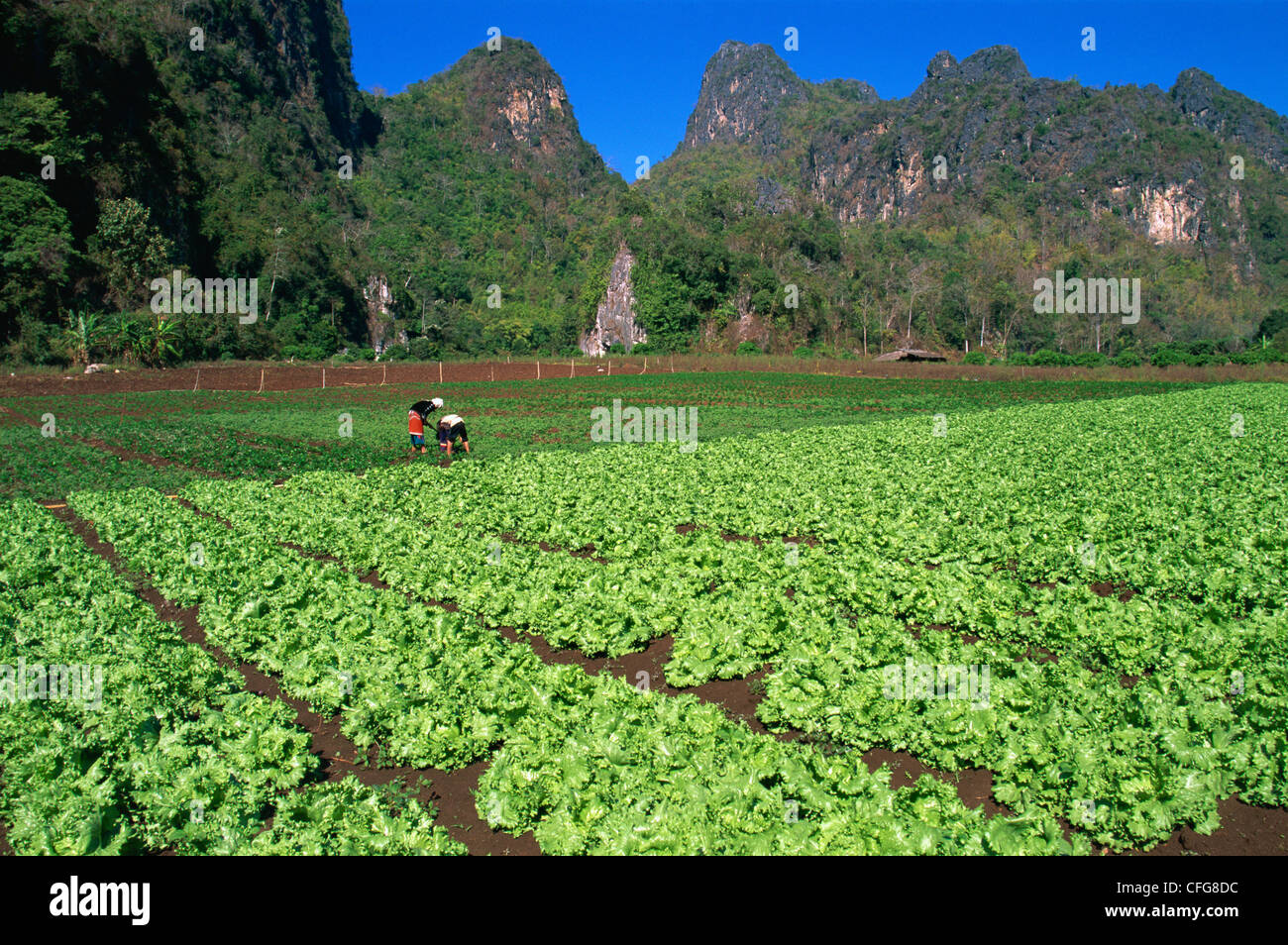 Thailand, Chiang Rai, Agricultural Fields and Karst Cliffs Stock Photo ...