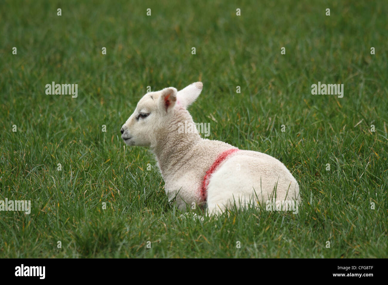 spring lamb on grass Stock Photo - Alamy