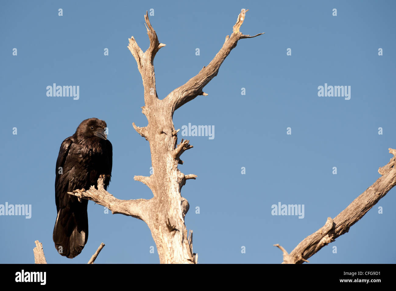 Raven crow hi-res stock photography and images - Alamy