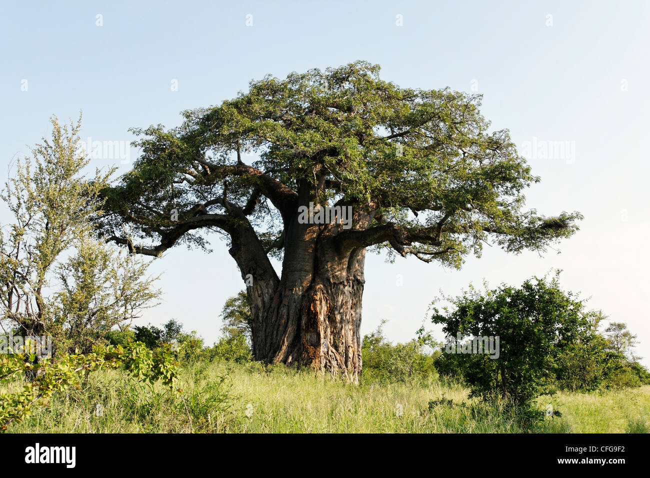 African Boabab Tree ( Adansona digitata ), Kruger National Park, South ...