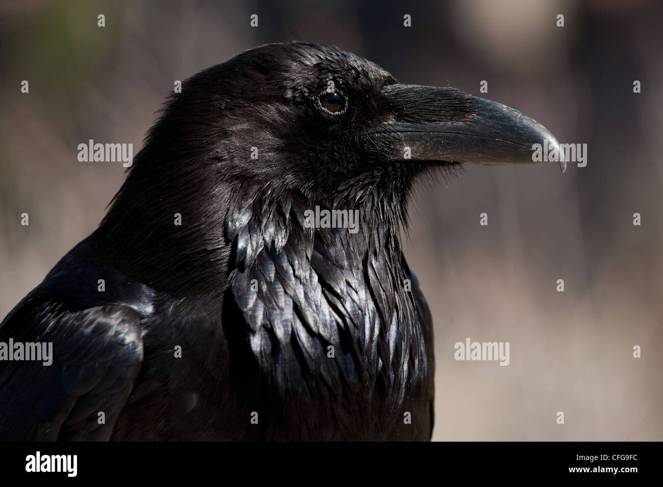 Northern crow hi-res stock photography and images - Alamy