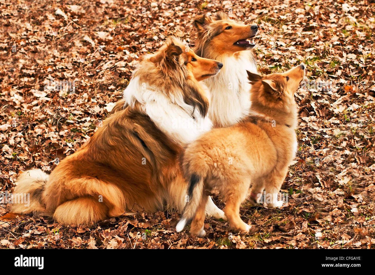 American and British collie dogs Stock Photo - Alamy