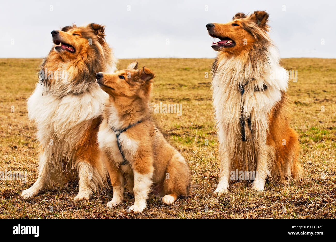 American and British collie dogs Stock Photo - Alamy