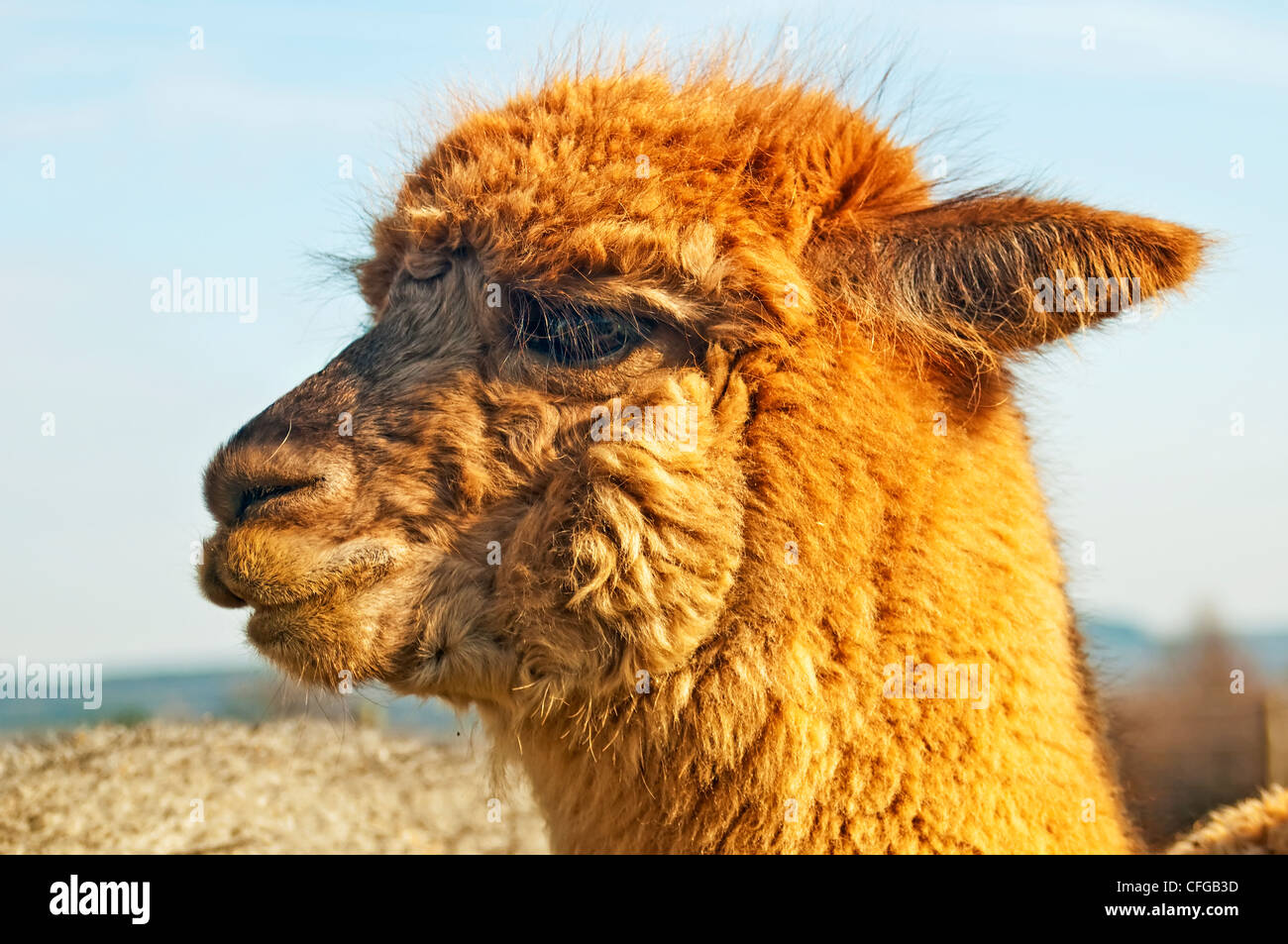 Alpaca male hi-res stock photography and images - Alamy