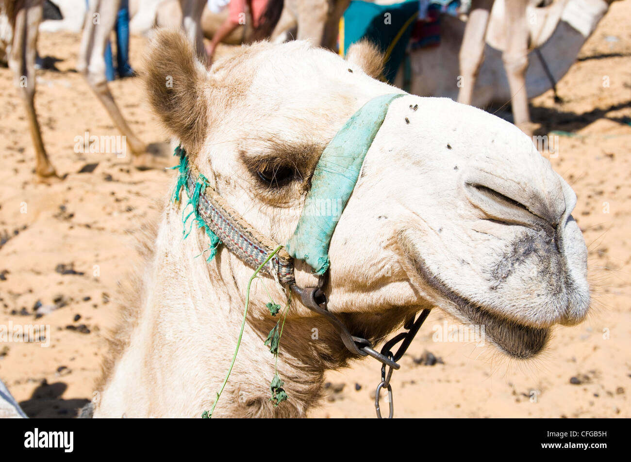 Camel, Egypt, Africa Stock Photo - Alamy