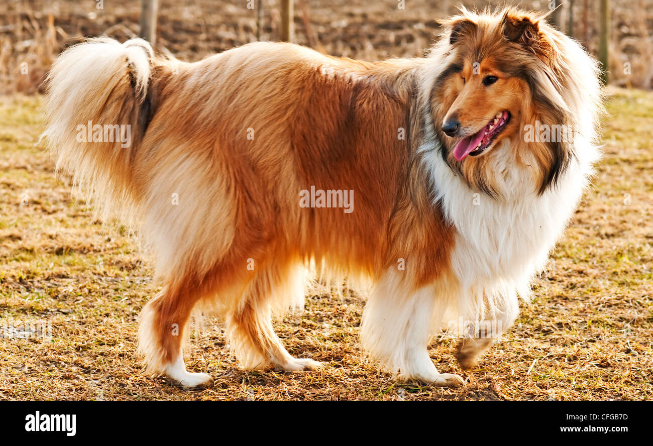British true-bred collie Stock Photo - Alamy