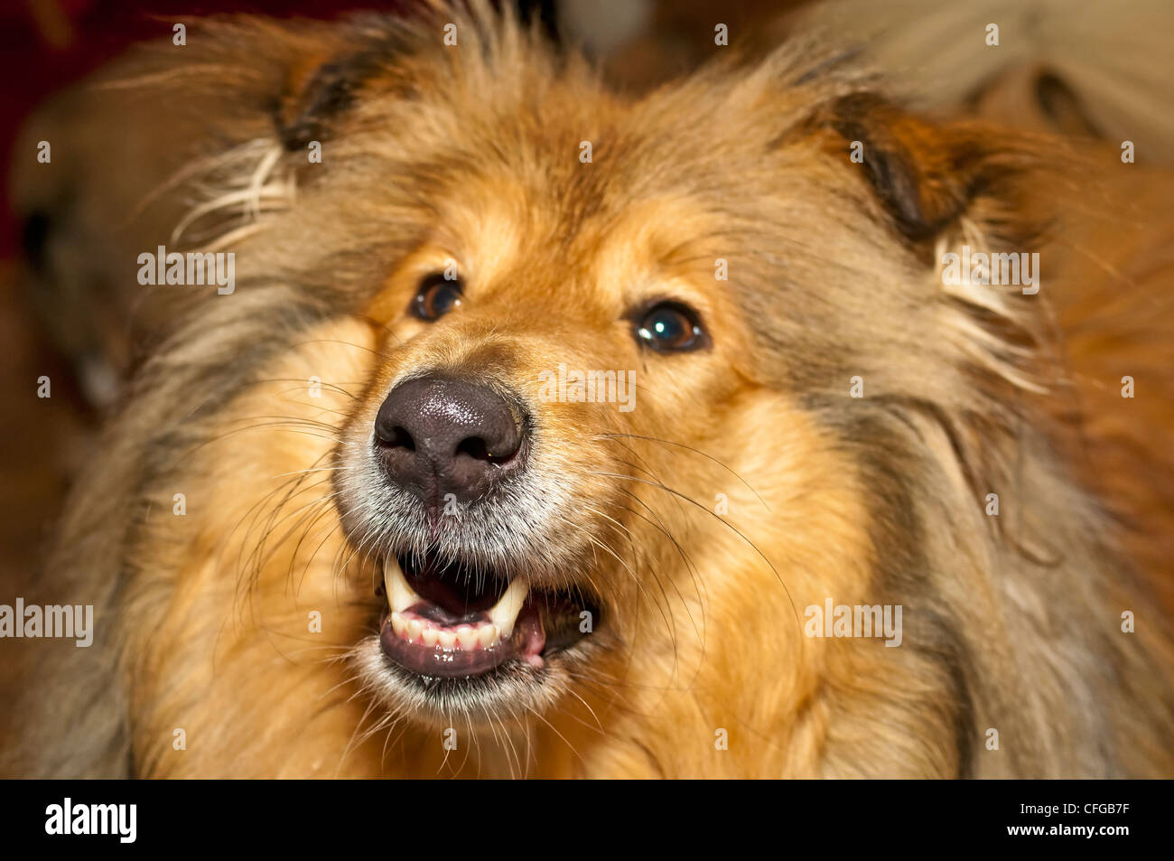 British true-bred collie Stock Photo - Alamy