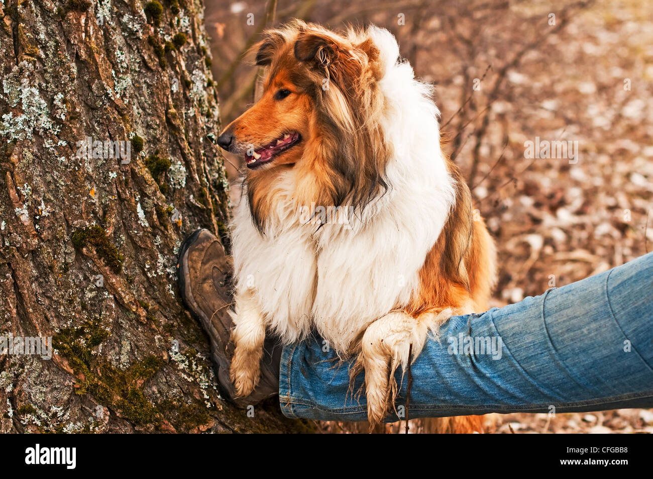 Human and collie hi-res stock photography and images - Alamy
