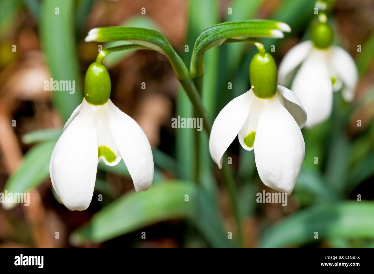 Snowdrop bloom hi-res stock photography and images - Alamy