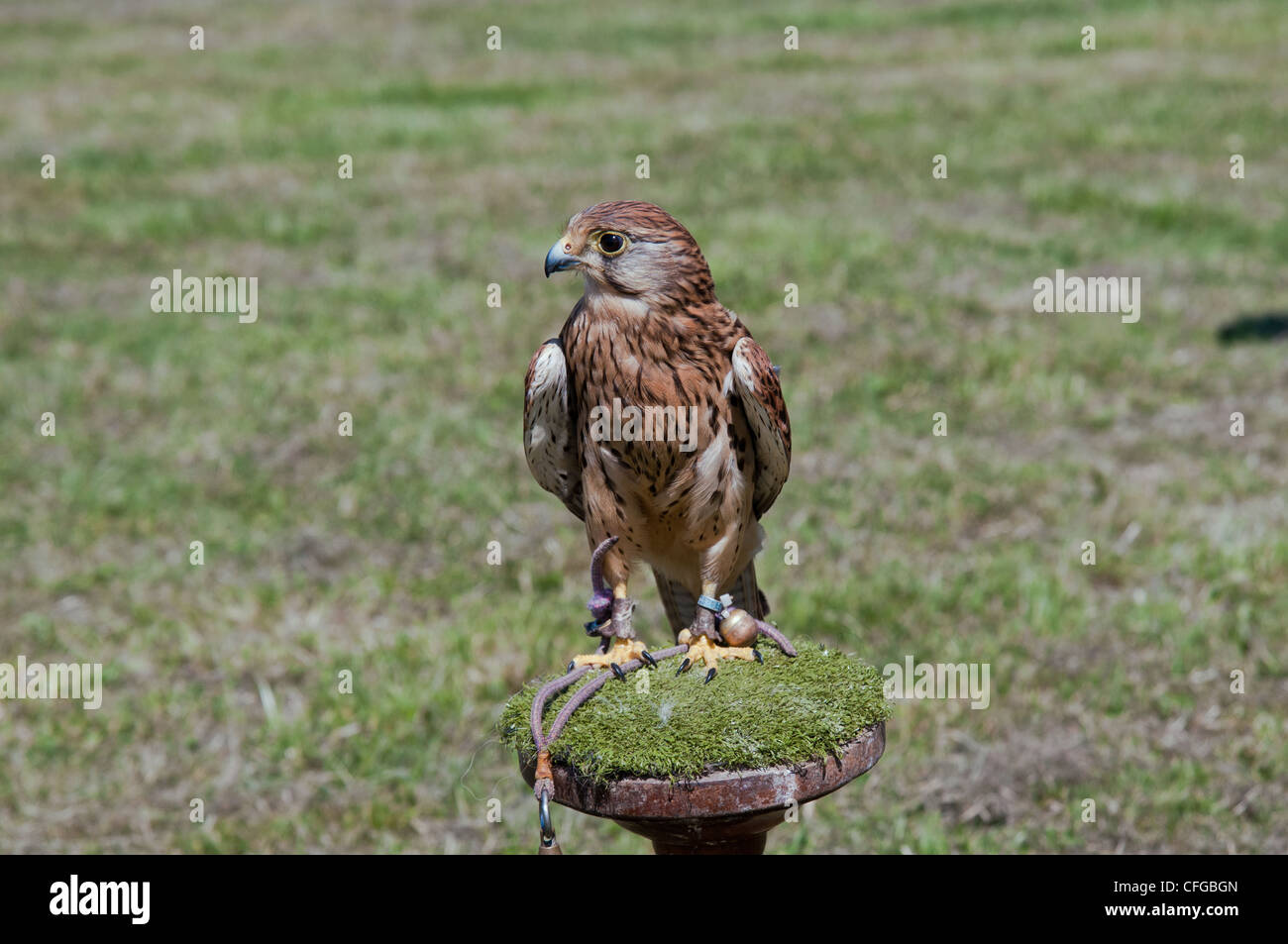 Withernwick hi-res stock photography and images - Alamy