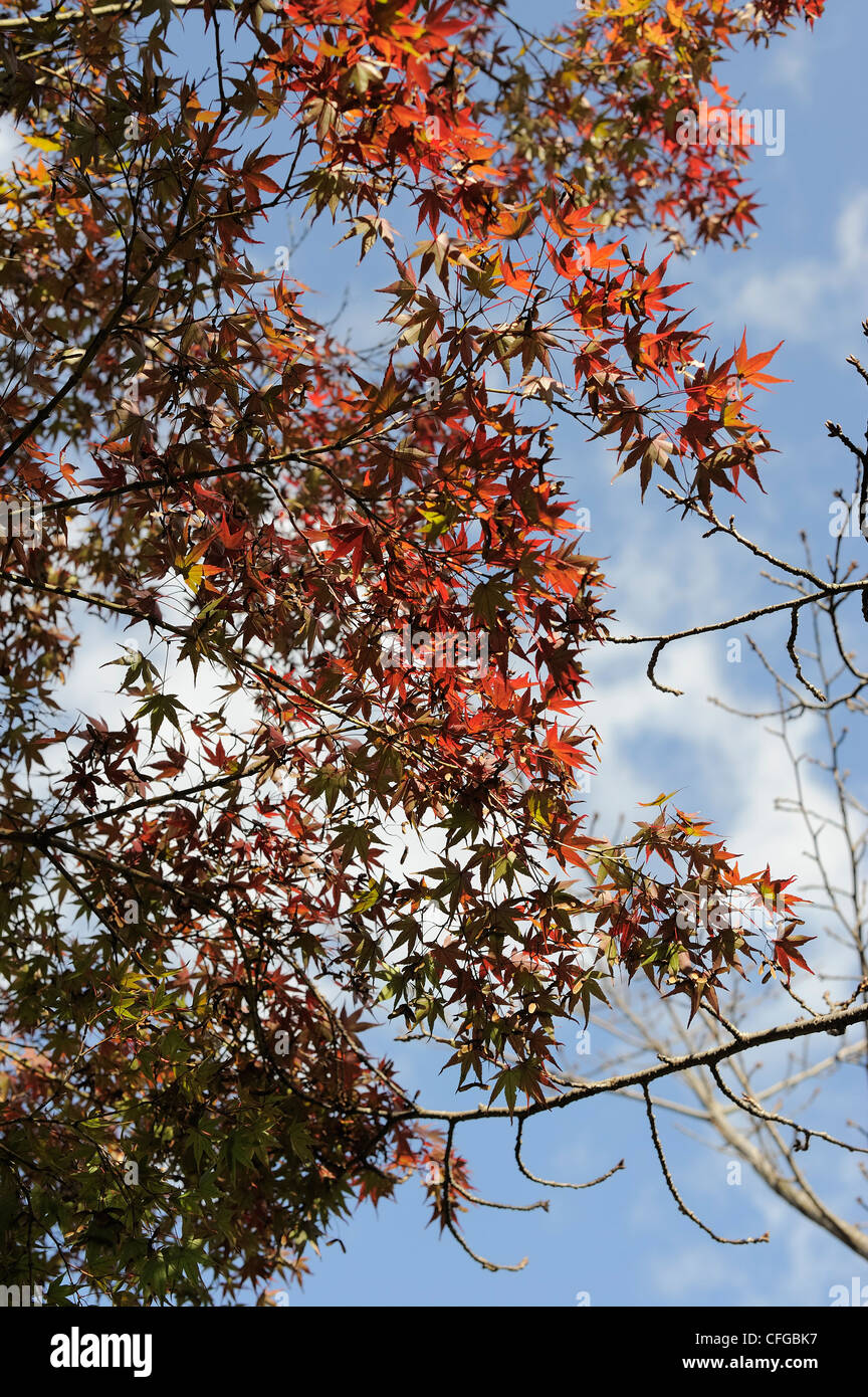 maple tree branches with red leaves in autumn, Japan Stock Photo - Alamy