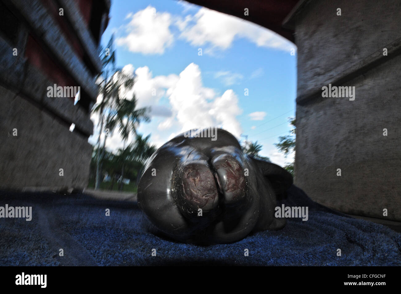 Dead dolphins hi-res stock photography and images - Alamy