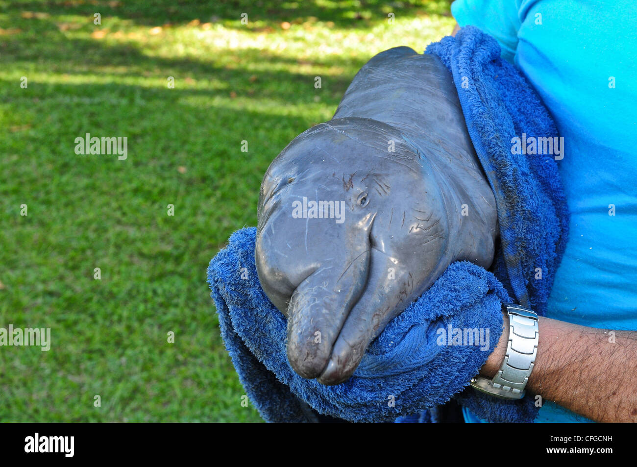 A pink river dolphin, dead from wounds sustained during poaching Stock ...