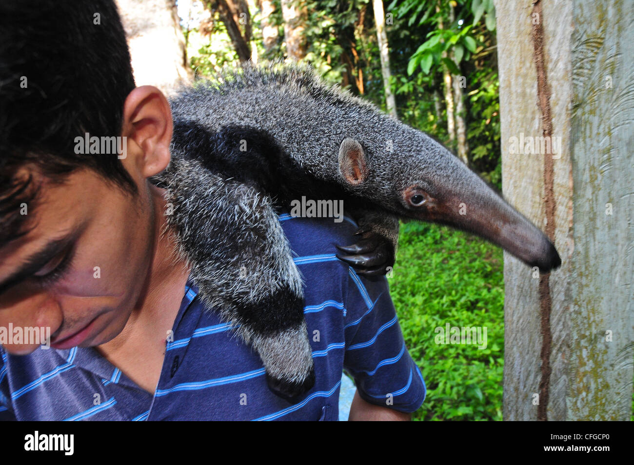 A scientist holds a rescued, poached, baby giant anteater, Myrmecophaga ...
