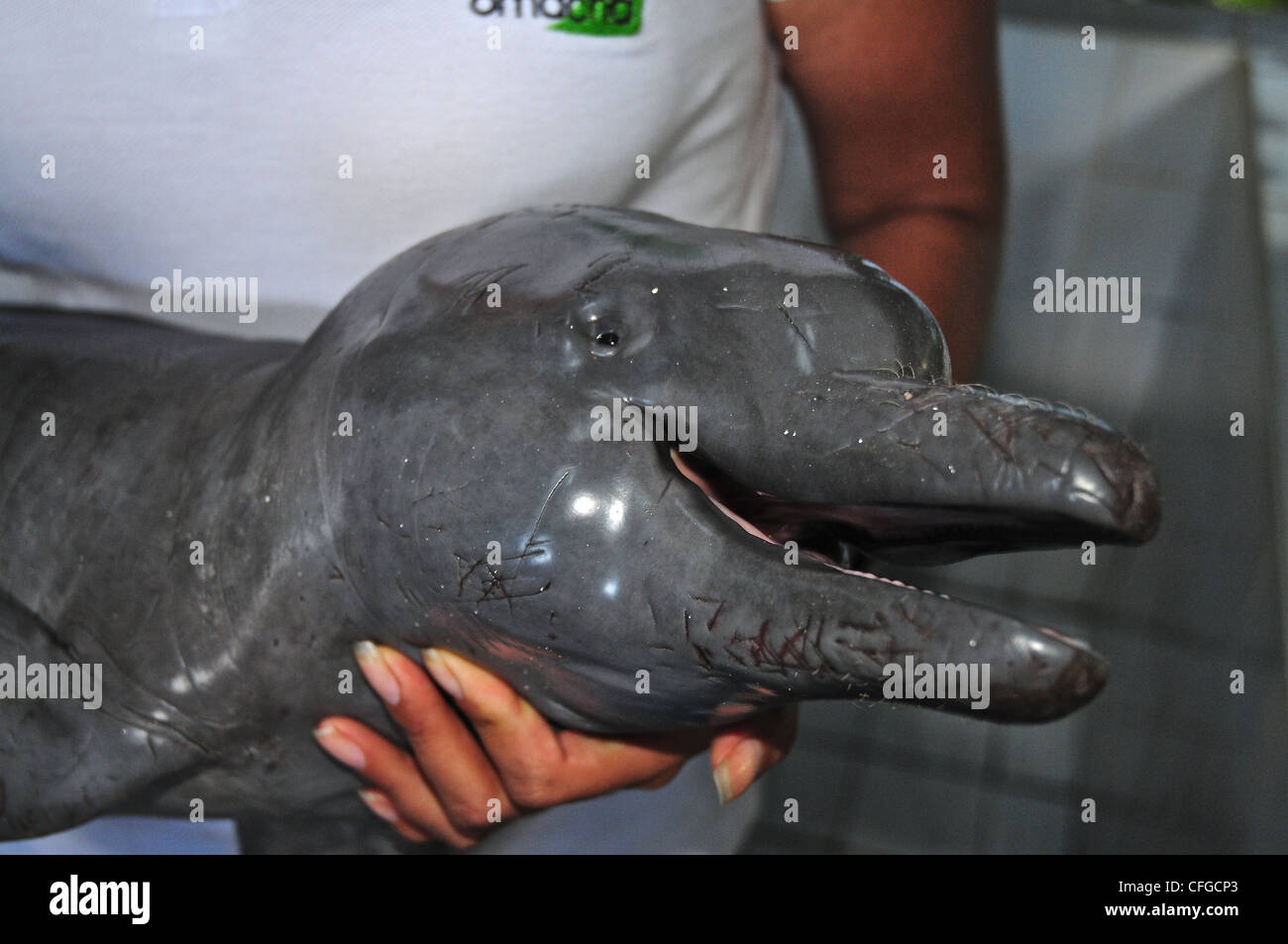 DNA sampling from a pink river dolphin, dead from poaching injuries ...