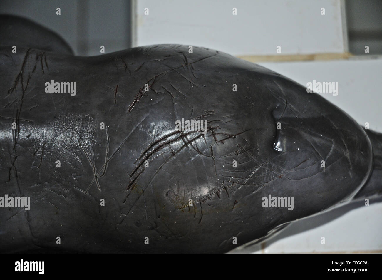 A pink river dolphin, dead from wounds sustained during poaching Stock ...