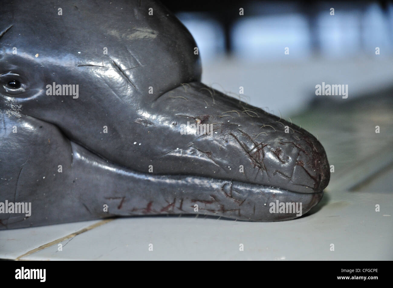 Pink dolphin peru hi-res stock photography and images - Alamy