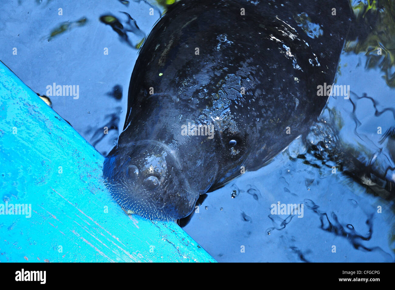 Amazonian manatee hi-res stock photography and images - Alamy