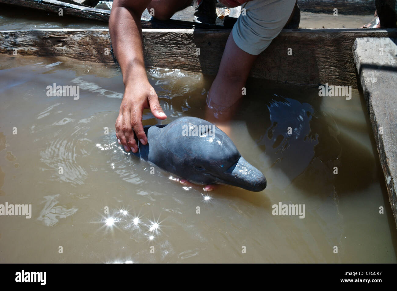 Rescue of a dying illegally poached baby pink river dolphin Stock Photo ...