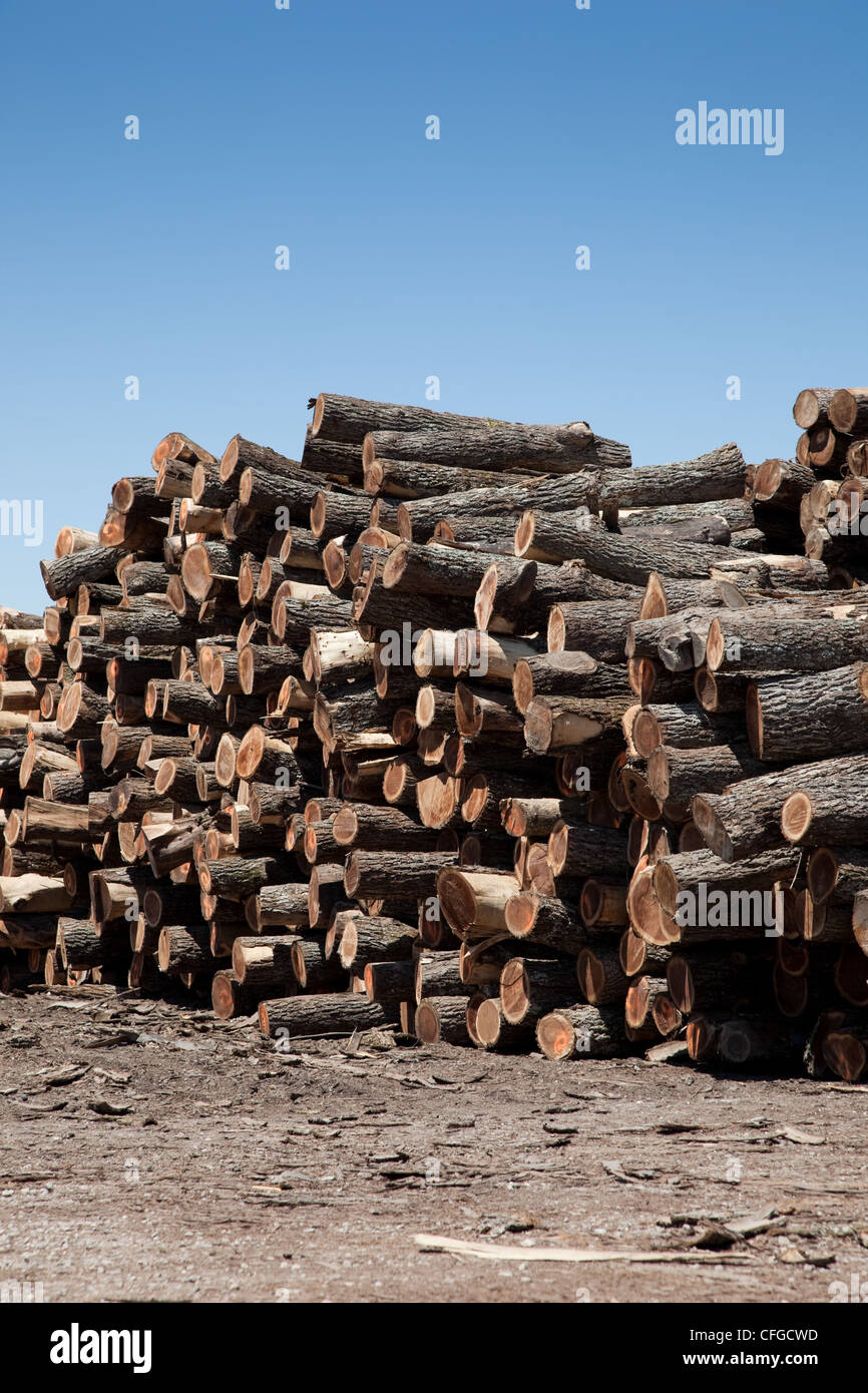 A large stack of freshly cut logs Stock Photo - Alamy